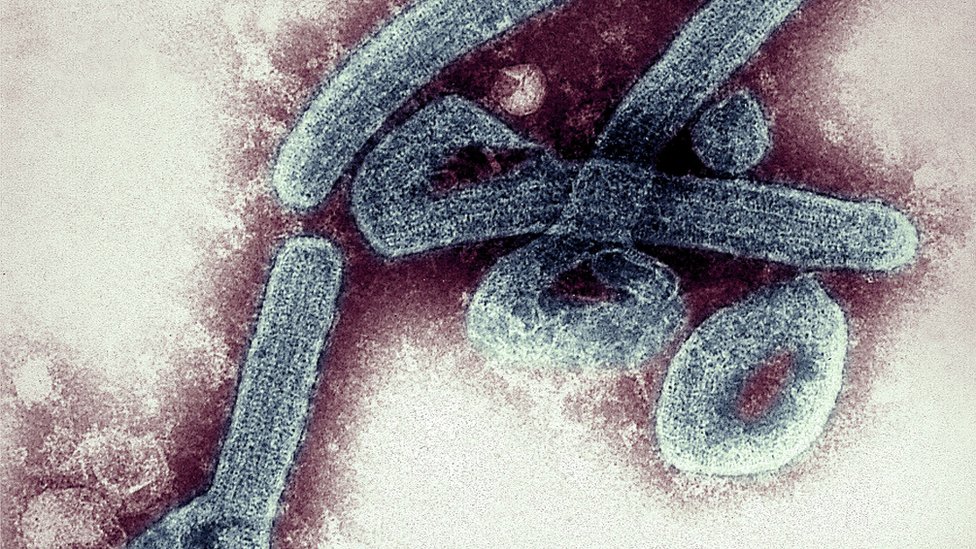 MUNDO. La OMS advierte de una enfermedad incurable causada por un virus ...